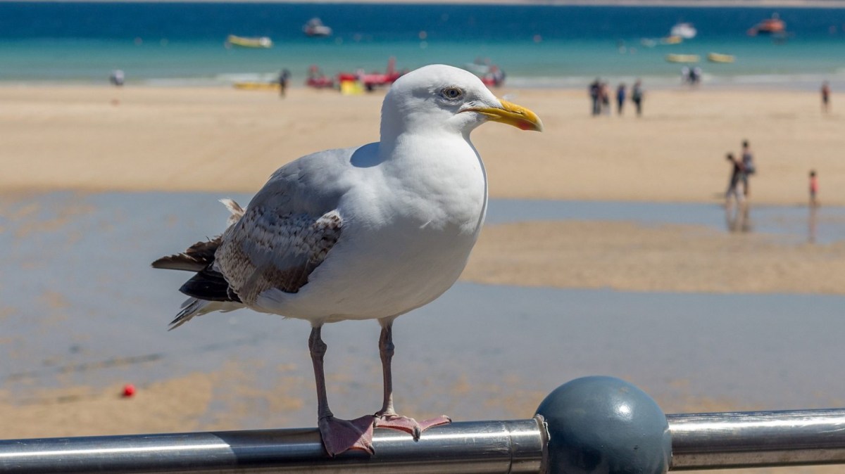 Are You a Seagull Manager? – Building Bridges Leadership