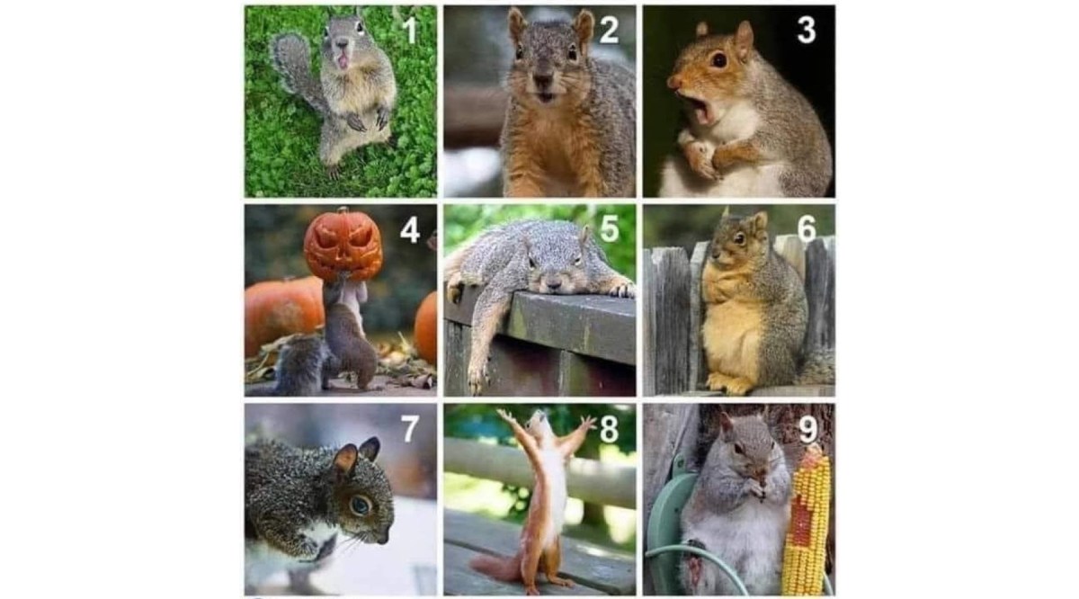 Which Squirrel Are You Today? Sharpening Your Axe with SEL – Building ...